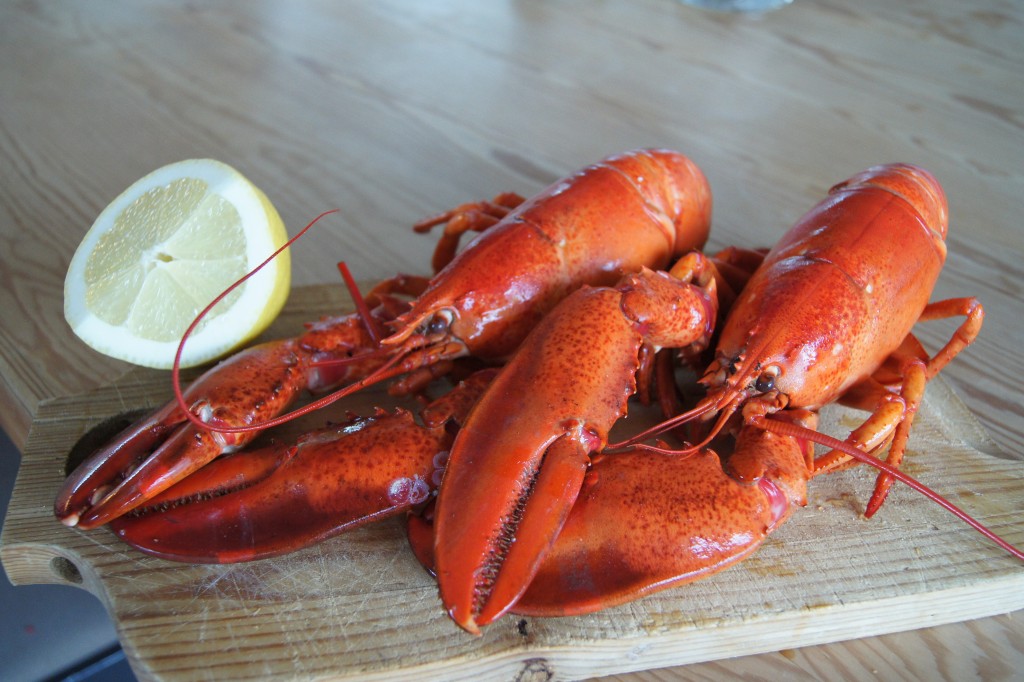 Hummer med fint brød og Sitronkesam | MariannMat